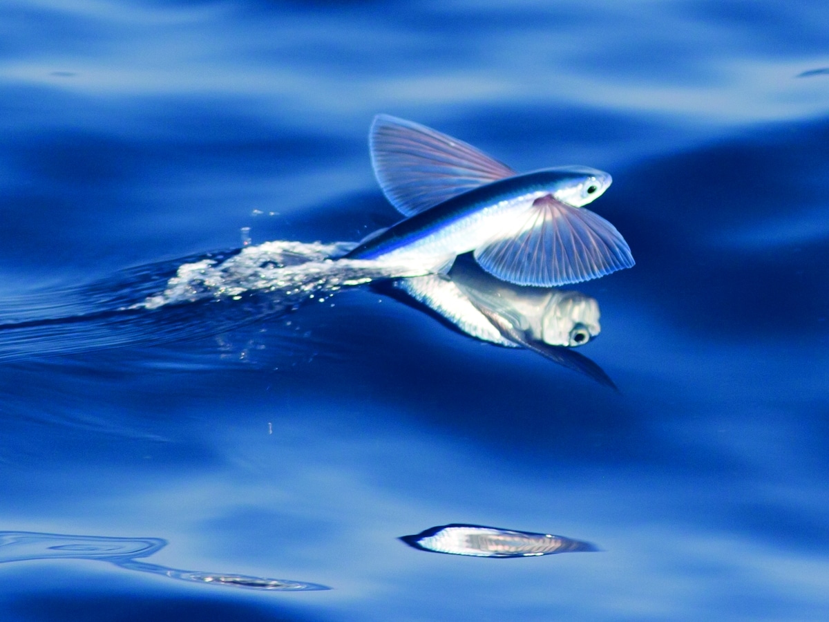 Flying Fish | Sport Fishing Mag