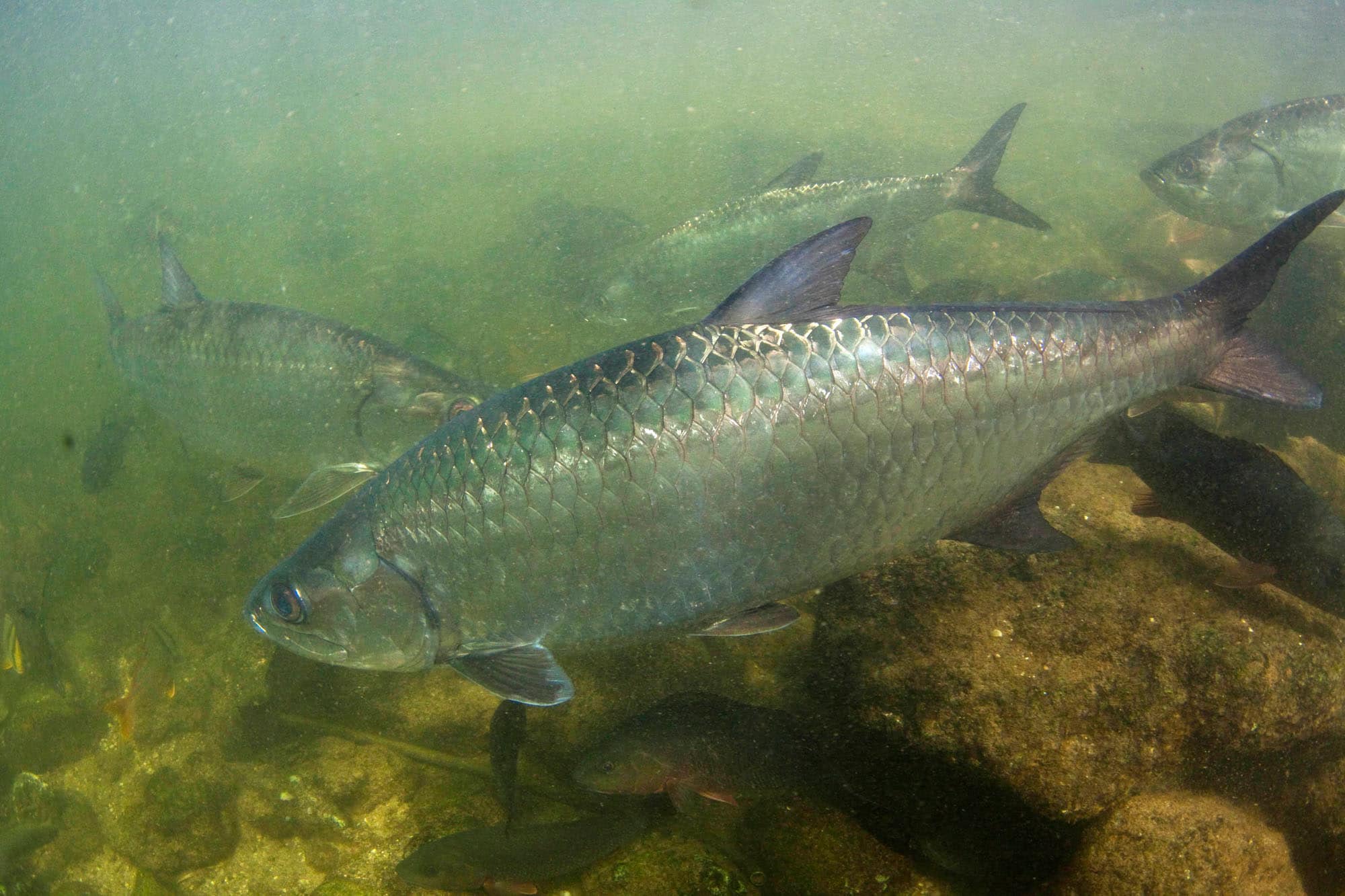 Tracking Texas Tarpon
