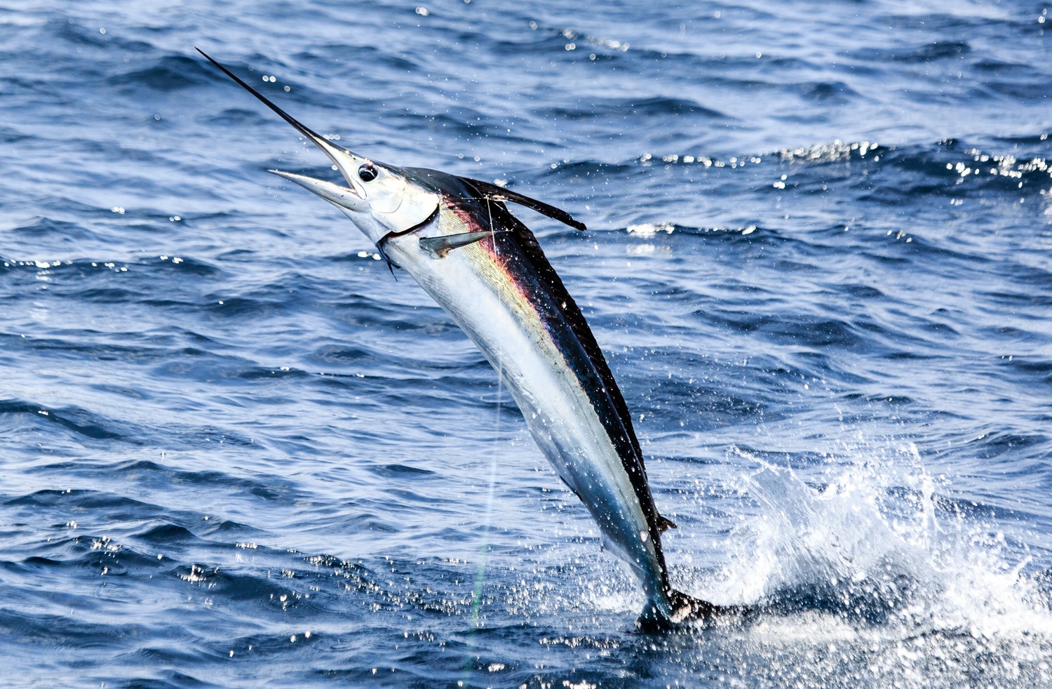 Jumping Marlin and Sailfish in Stunning Photos | Sport Fishing Mag