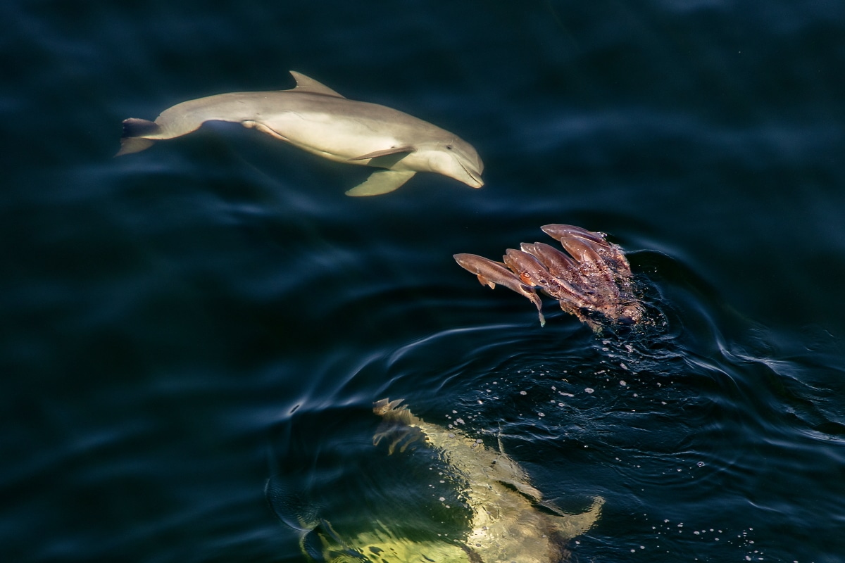 Amazing Photos: Bottlenose Dolphin Harass and Mouth Redfish