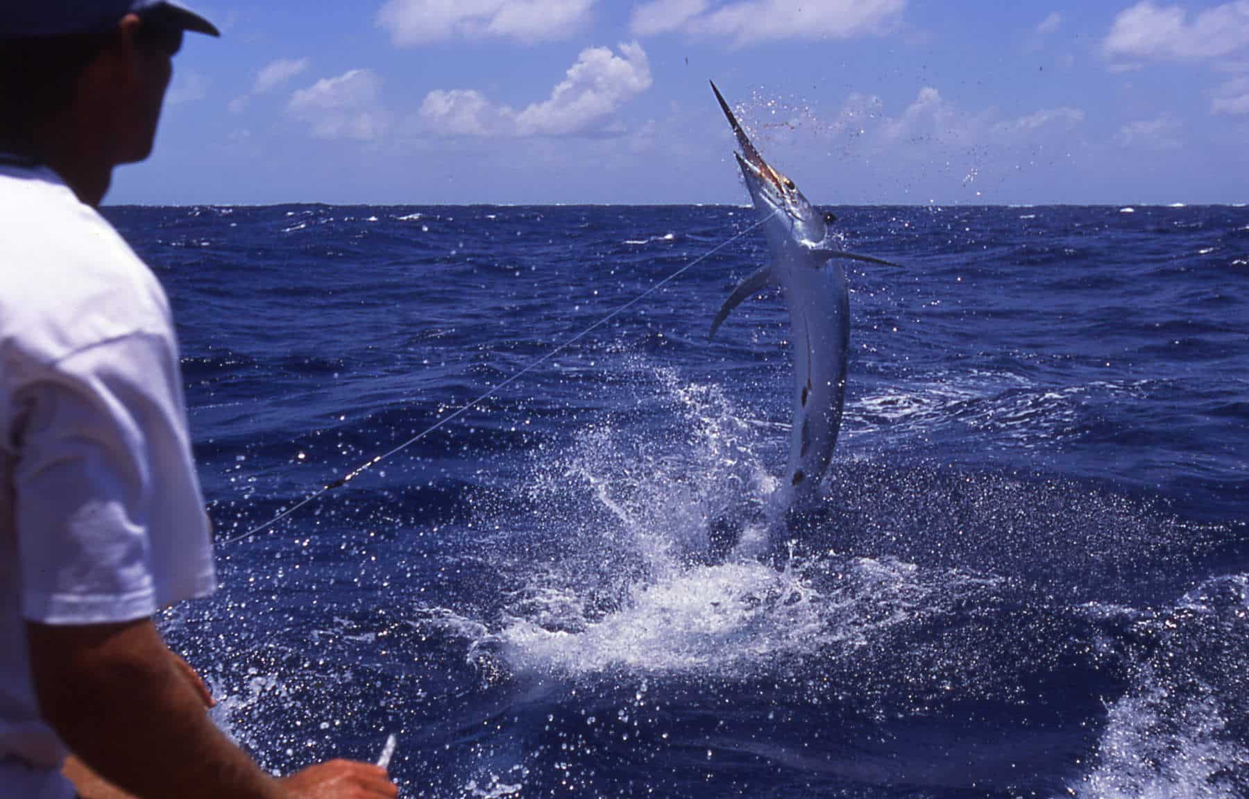 The Most Dangerous and Deadly Fish | Sport Fishing Mag