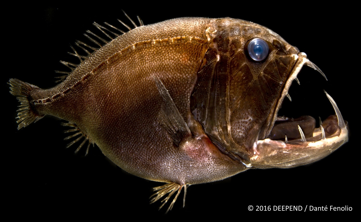 25 Sea Creatures Stolen From Nightmares | Sport Fishing Mag