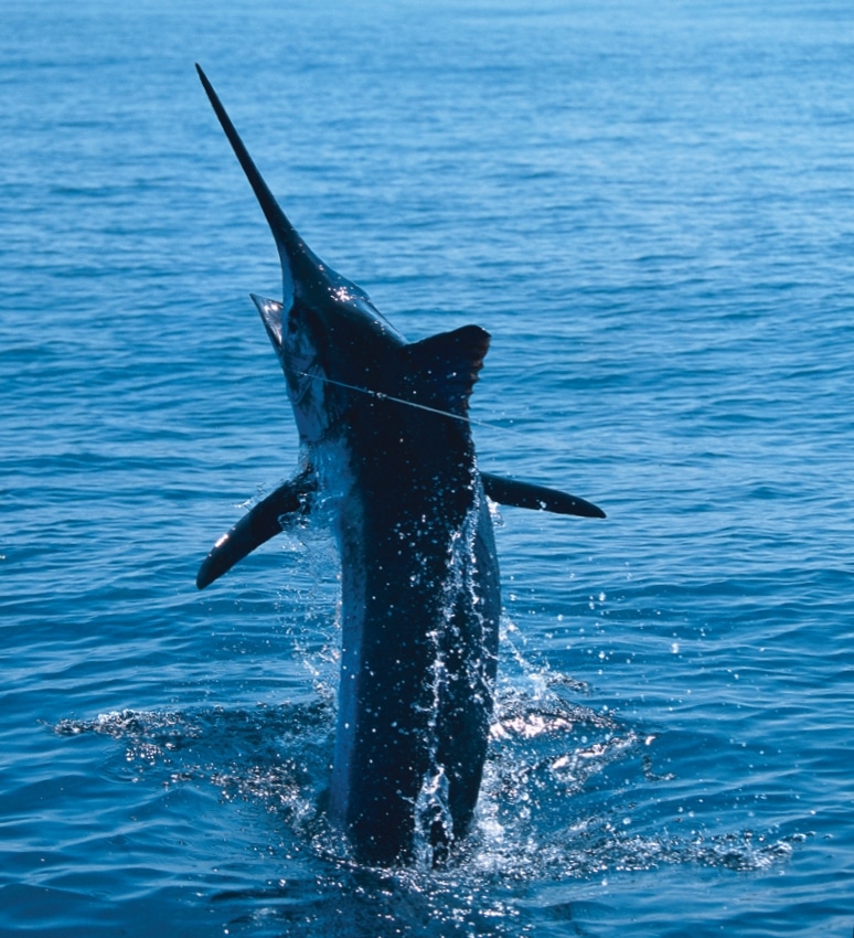 First 1,000-Pound Blue Marlin Landed in Australian Waters | Sport ...