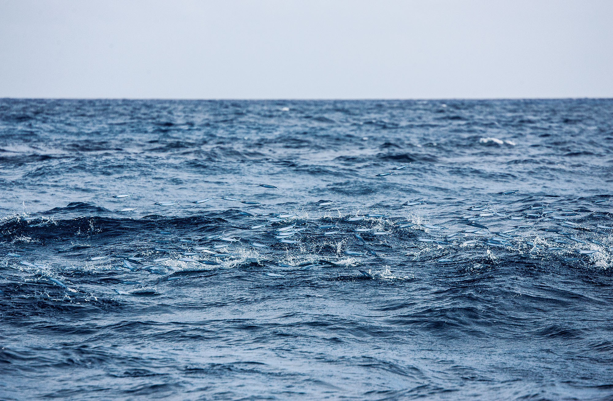 How to use Hoop Nets to Catch Ballyhoo | Sport Fishing Mag