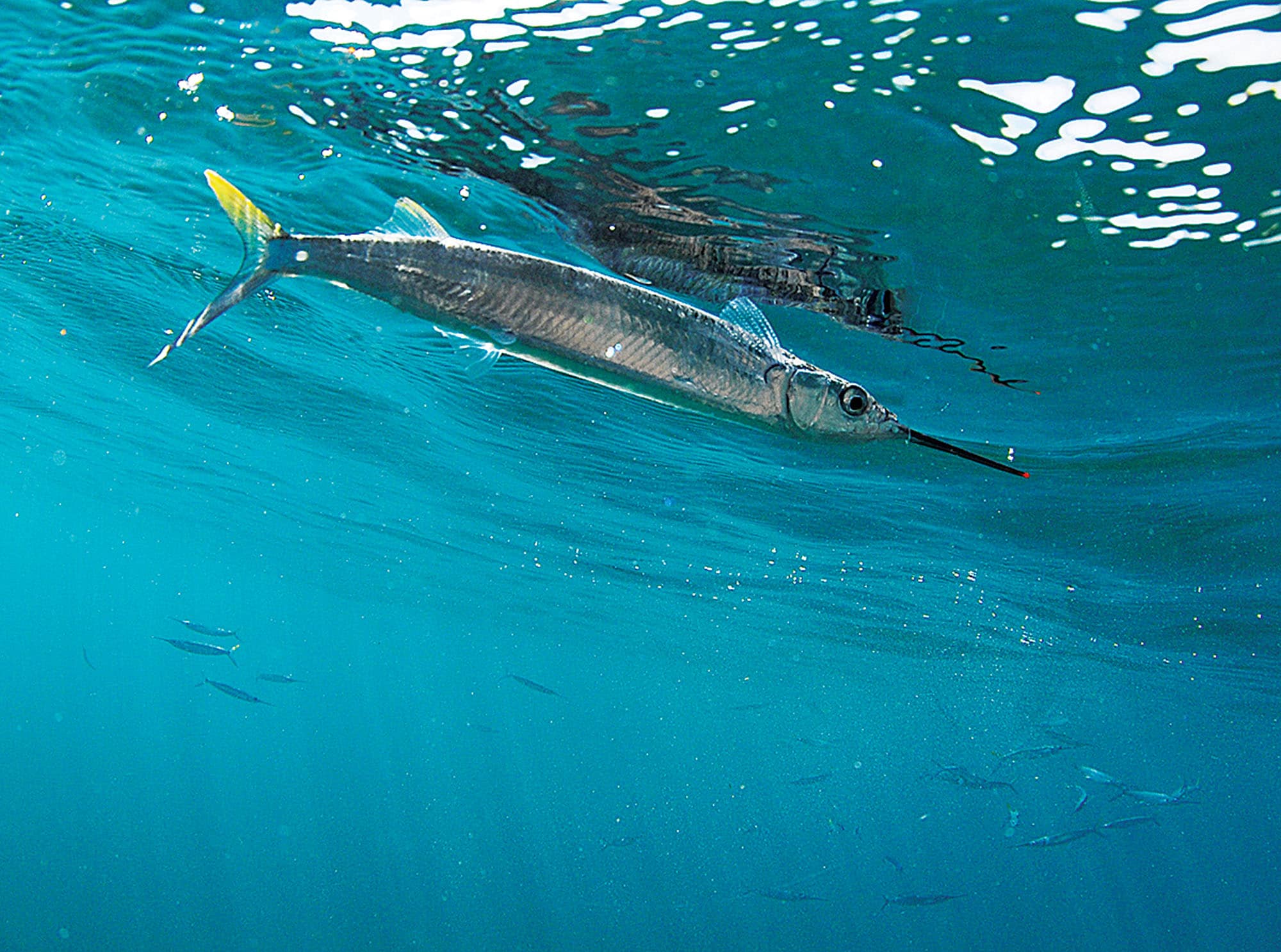 How to use Hoop Nets to Catch Ballyhoo | Sport Fishing Mag
