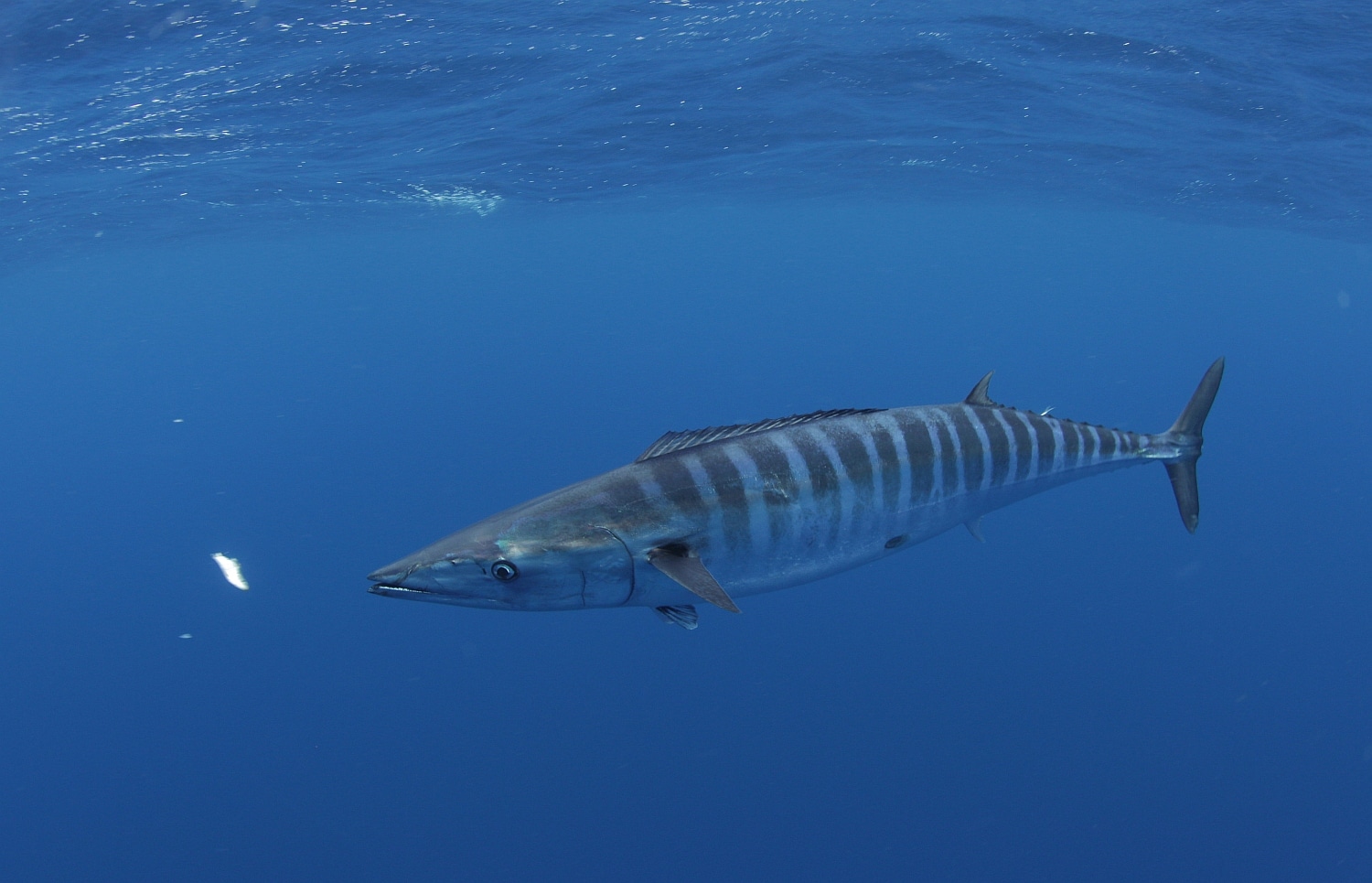 Louisiana’s Wahoo Wonderland | Sport Fishing Mag