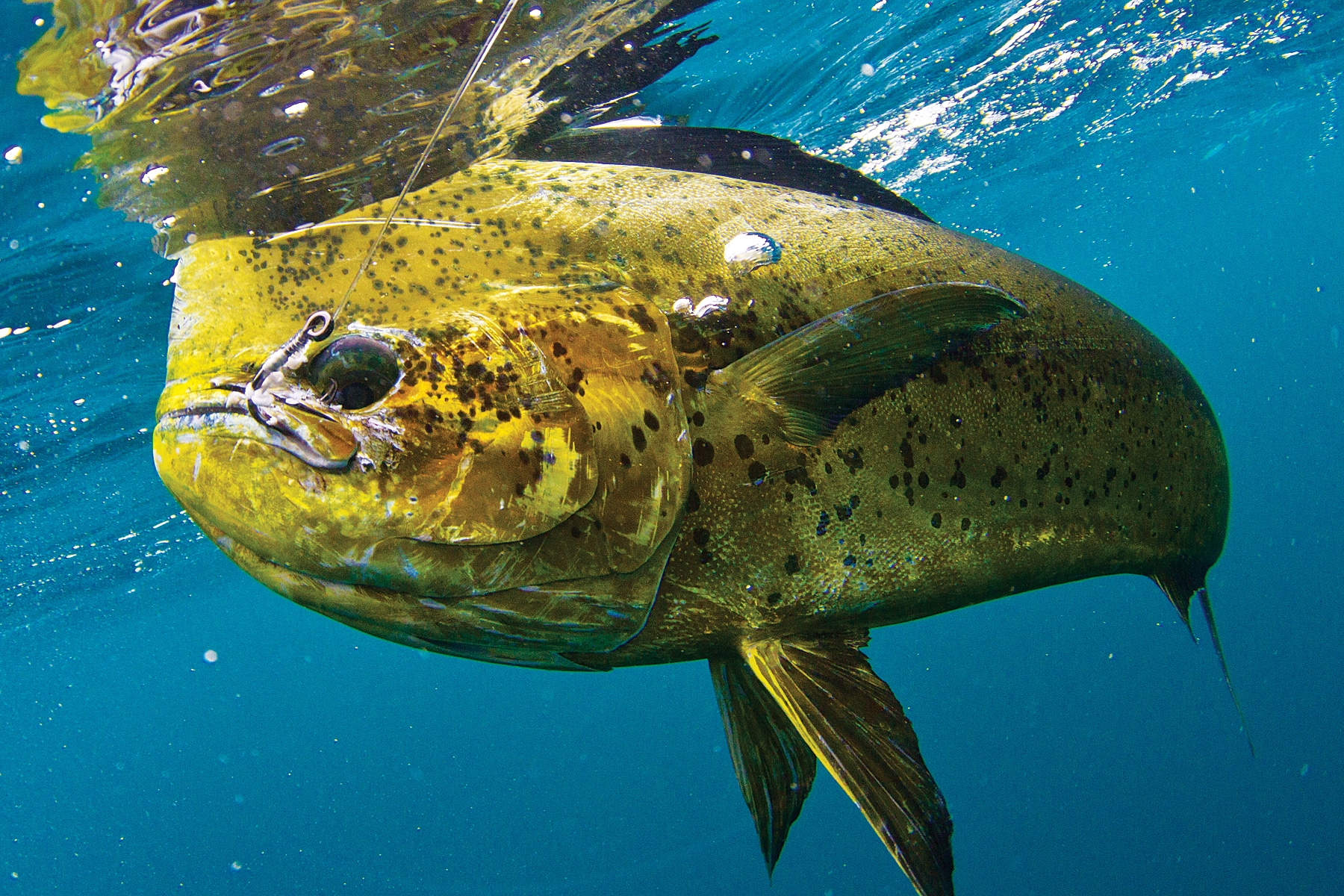 Snelling a Hook, How to Tie a Snell Knot | Sport Fishing Mag