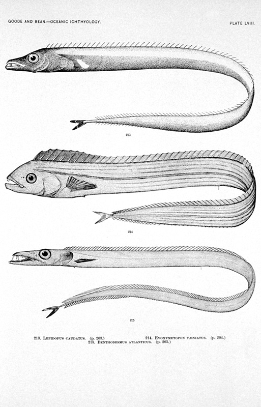 What IS That? Giant Silver Fish Found Floating off Hawaii | Sport ...