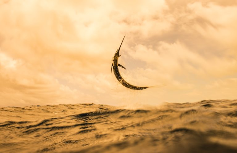 Ocean Predators, 20 Dazzling Photos | Sport Fishing Mag