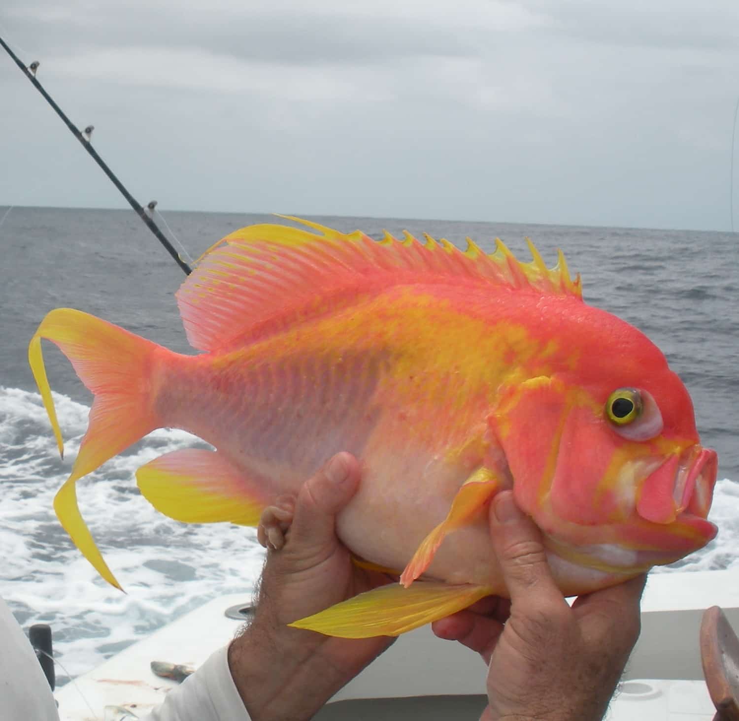 Gorgeous Swallowtails and Other Strange Fishes From the Deep | Sport ...
