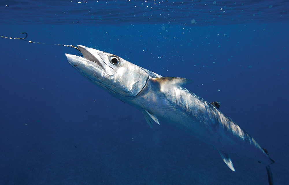 How to Set a Fishing Hook, Hook-Set Techniques | Sport Fishing Mag