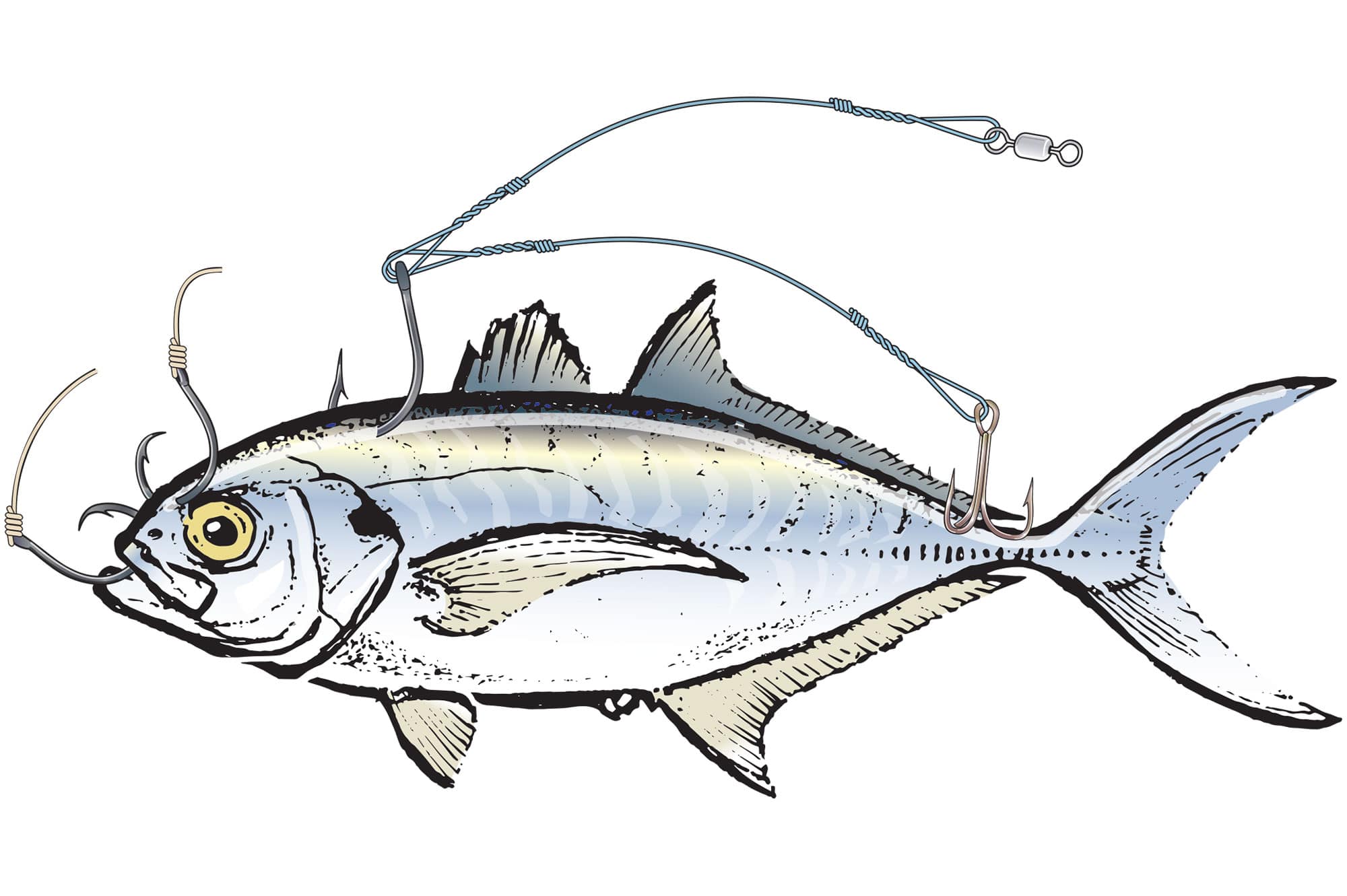 Fishing with Live Bait, How to Hook Live Bait | Sport Fishing Mag