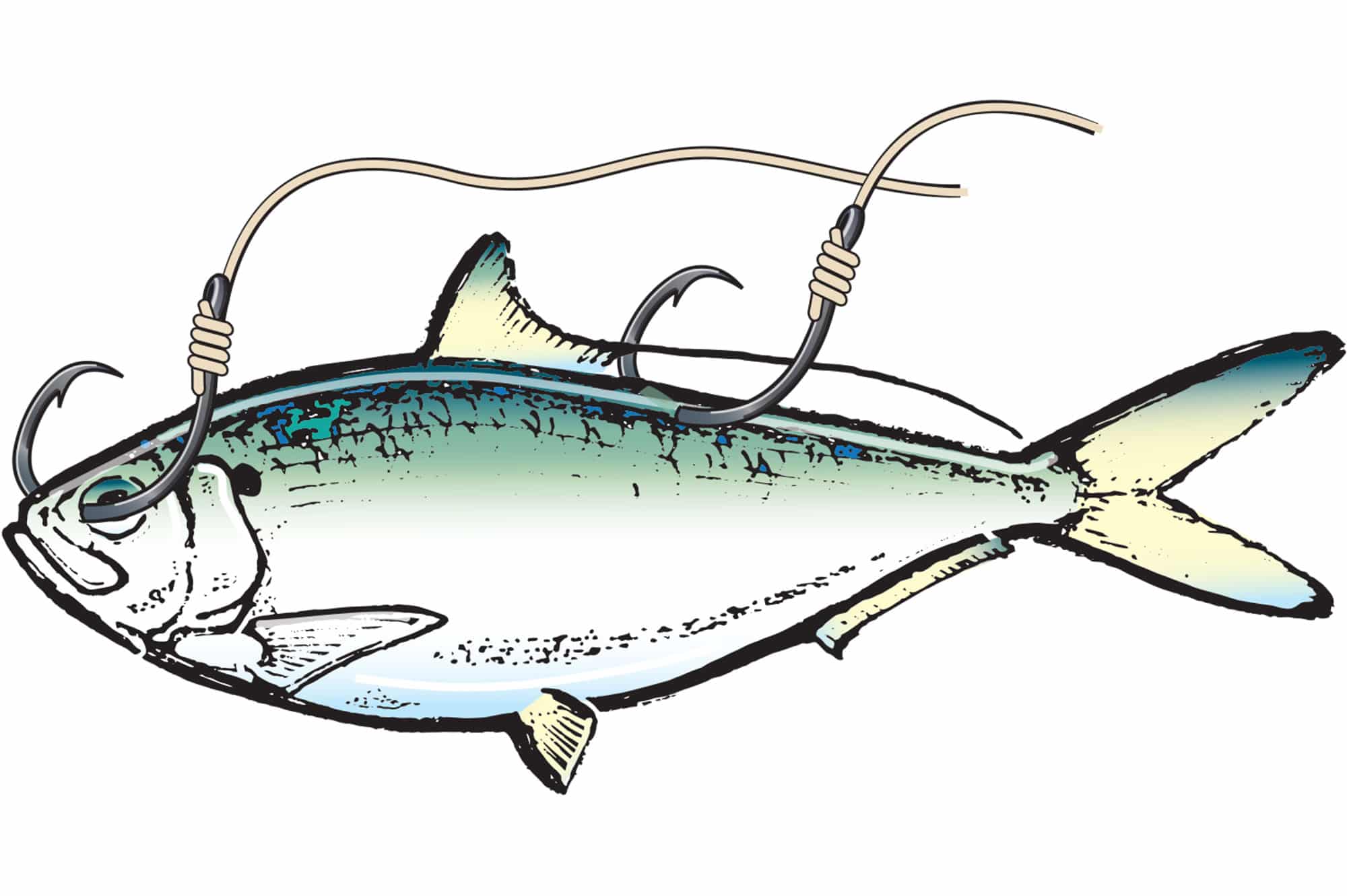 Fishing with Live Bait, How to Hook Live Bait | Sport Fishing Mag