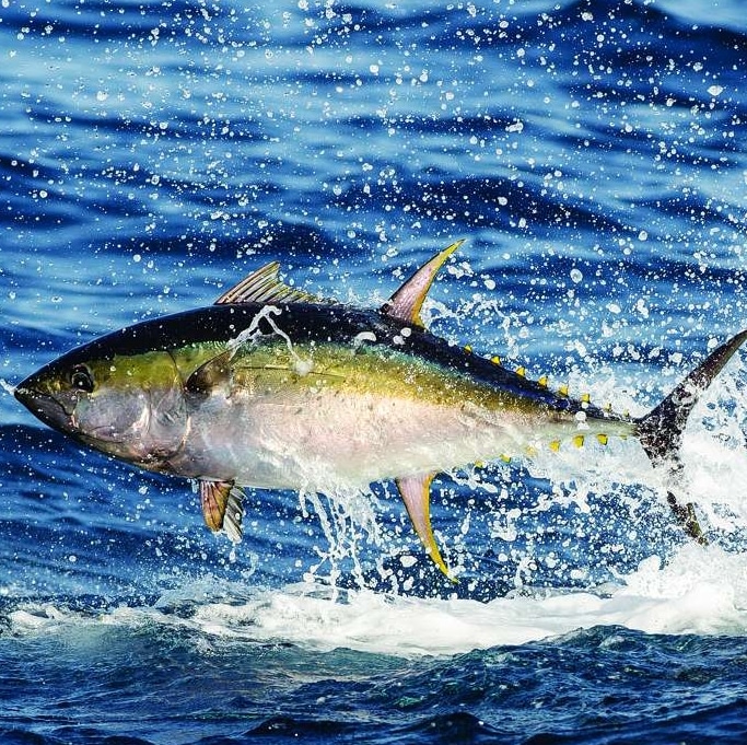 Yellowfin Tuna, How to Catch Yellowfin Tuna | Sport Fishing Mag
