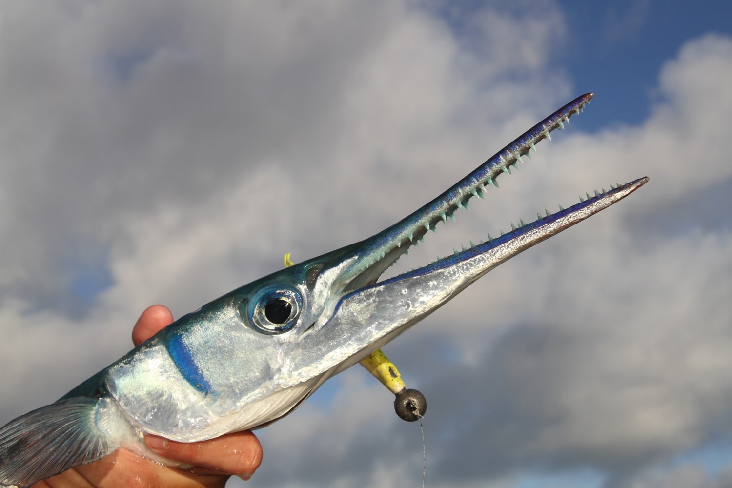The Most Dangerous and Deadly Fish | Sport Fishing Mag