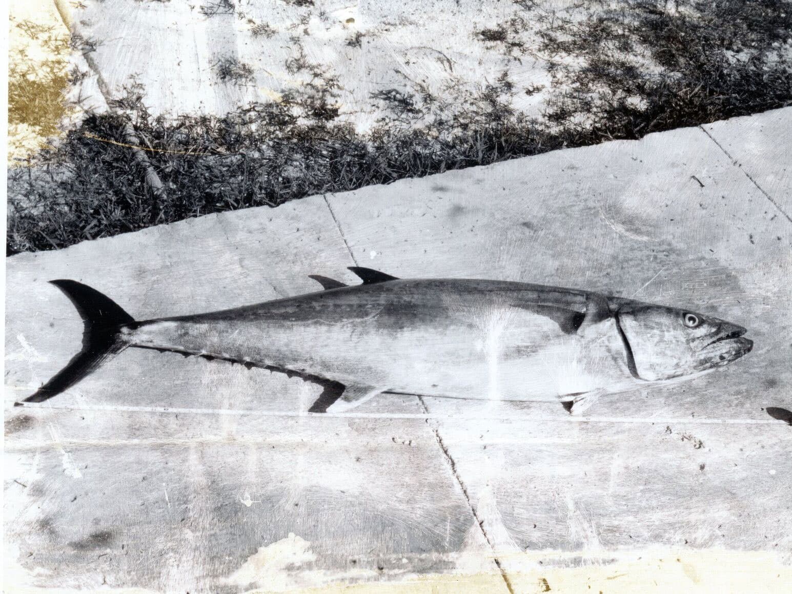 World's Biggest King Mackerel | Sport Fishing Mag