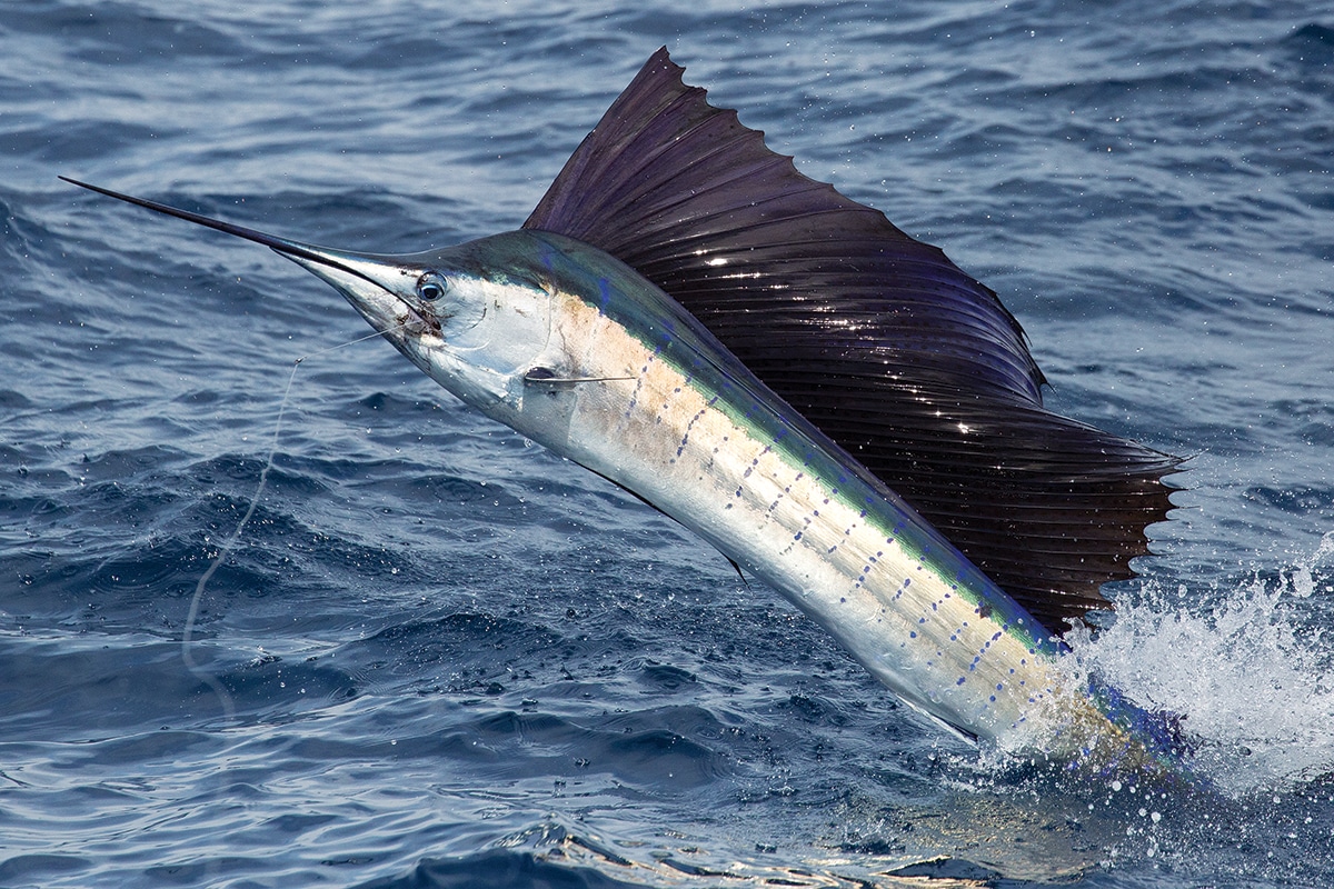 How to Catch Sailfish | Sport Fishing Mag