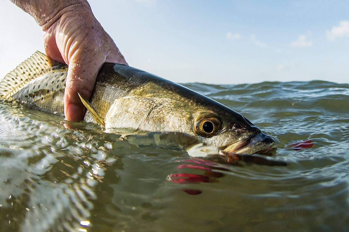 How to Fish Marshes and Creeks | Sport Fishing Mag