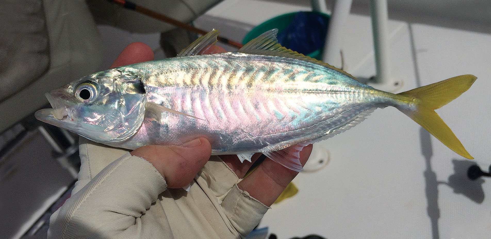 Strange Fishes From the Deep -- Blood-Red Snapper and More | Sport ...