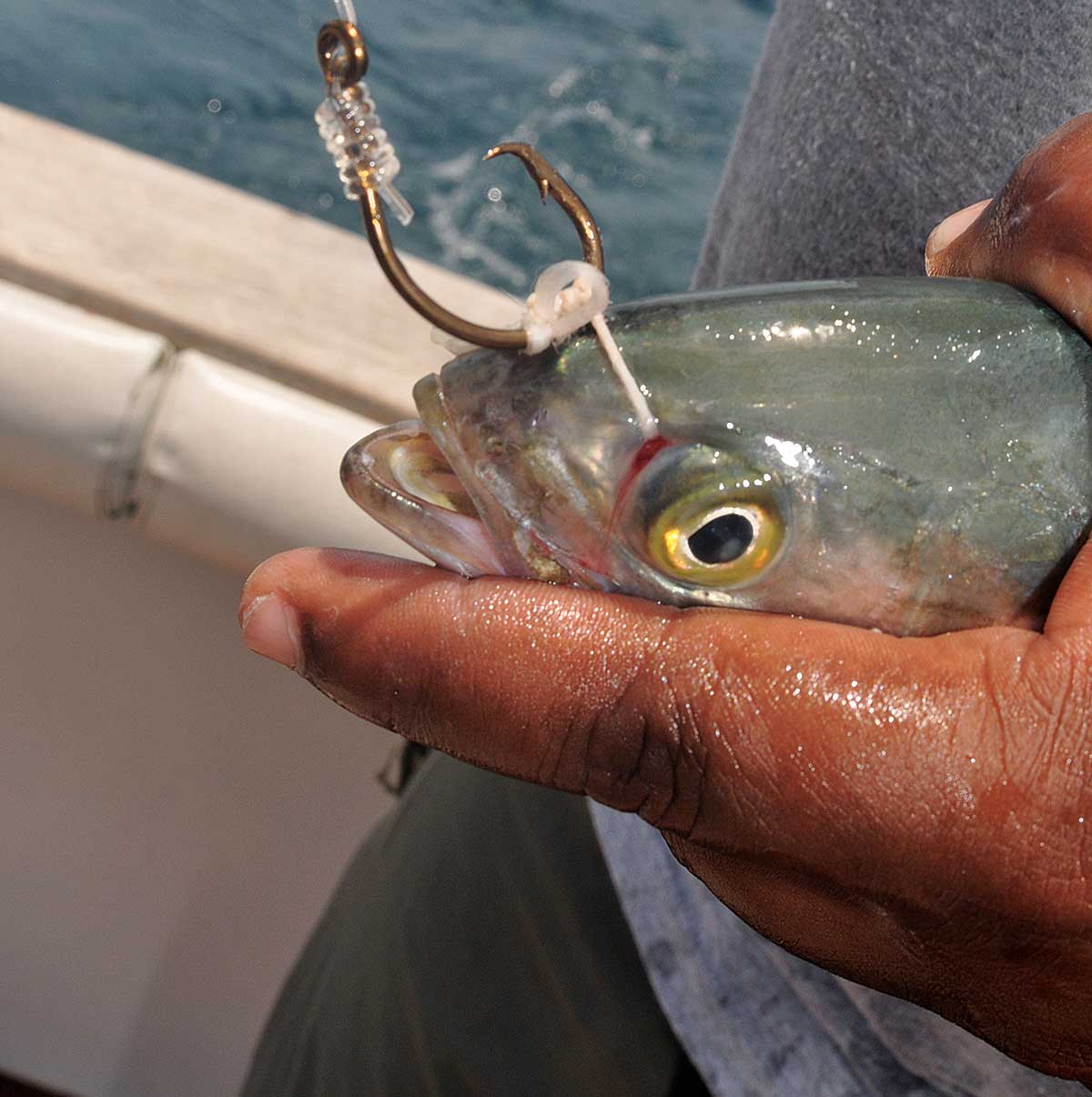 Where and How to Catch Trophy Roosterfish | Sport Fishing Mag