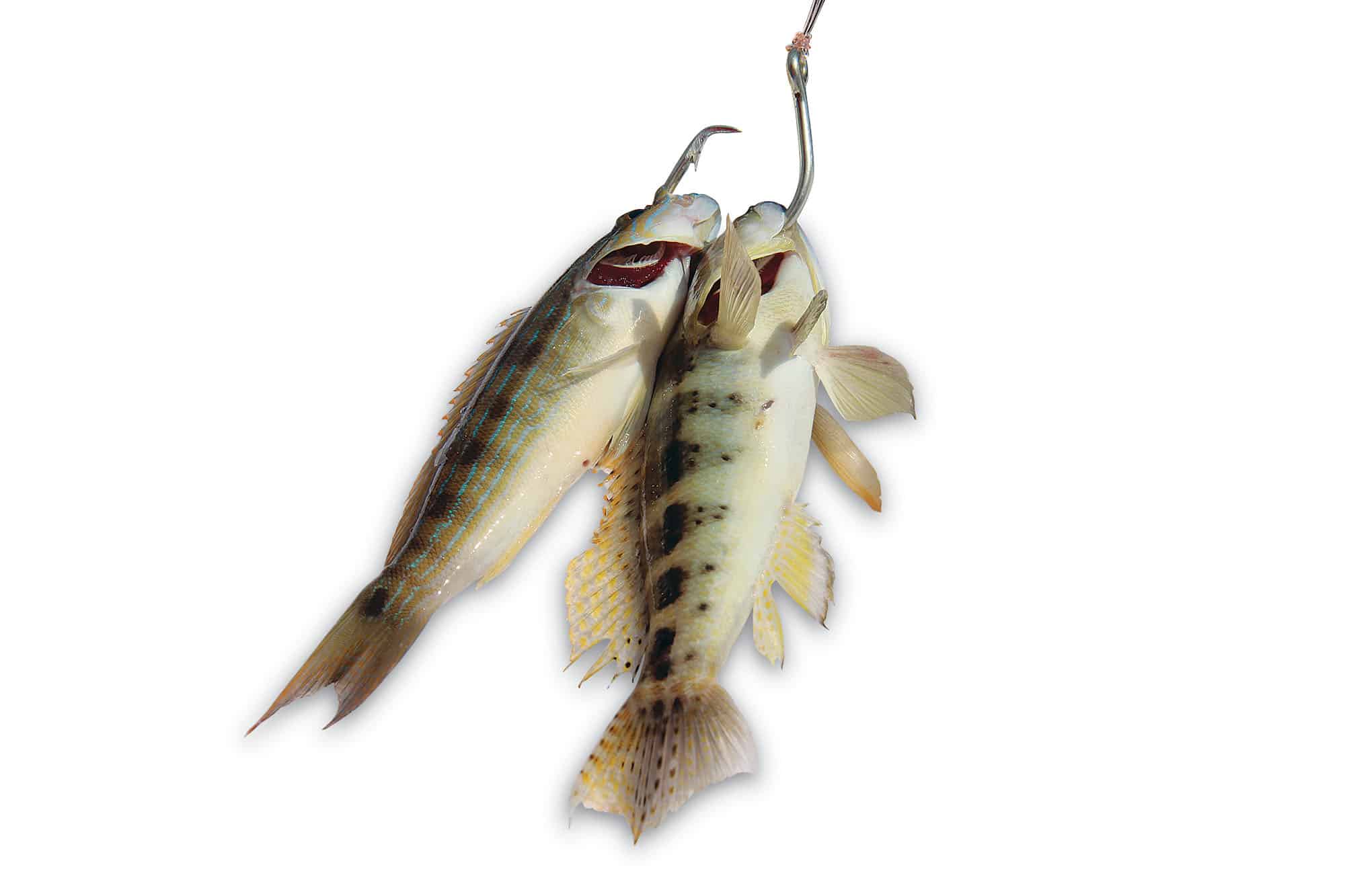 How to Catch Red Snapper | Sport Fishing Mag