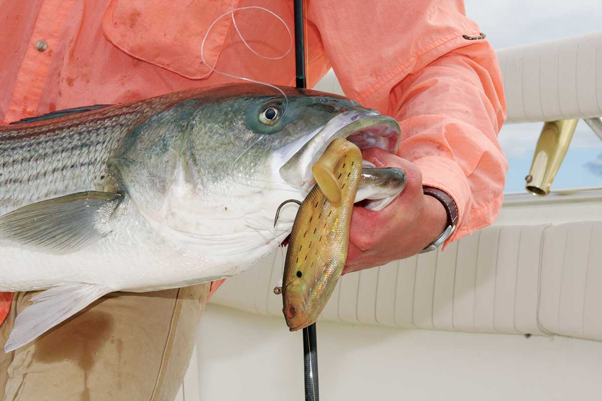 12 Best Striped Bass Lures