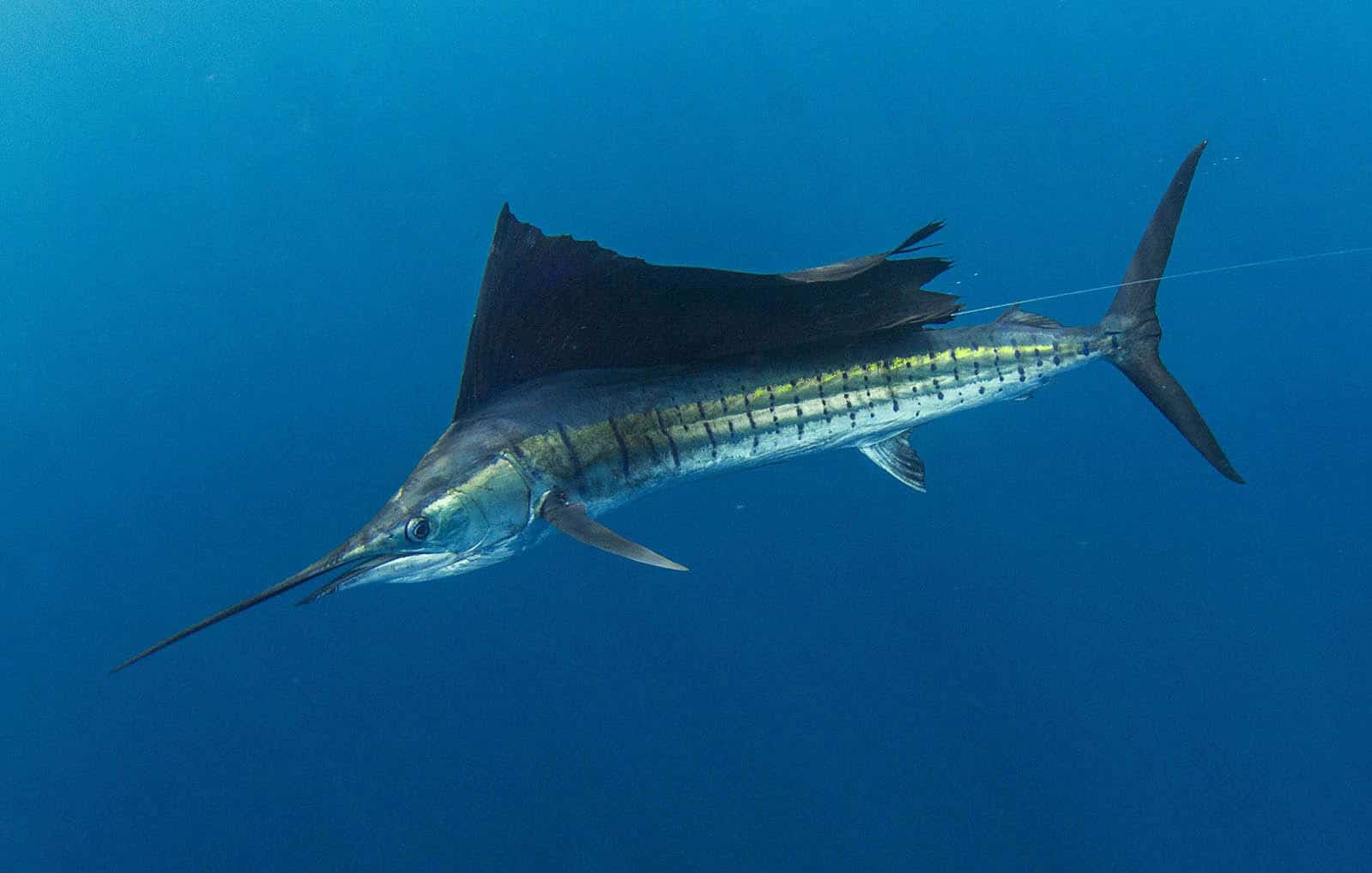 The World’s Best Sailfish Spots | Sport Fishing Mag