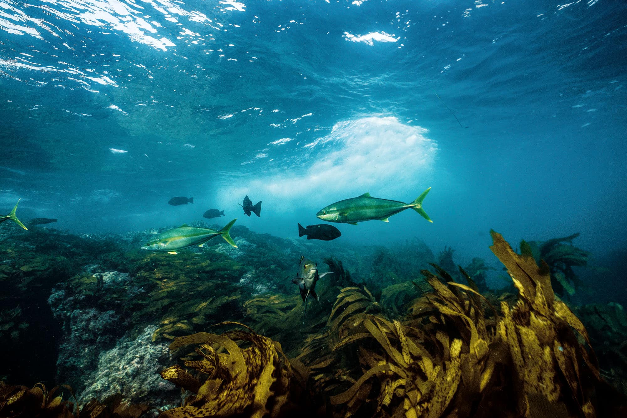 Tactics and Tackle to Take California Yellowtail | Sport Fishing Mag