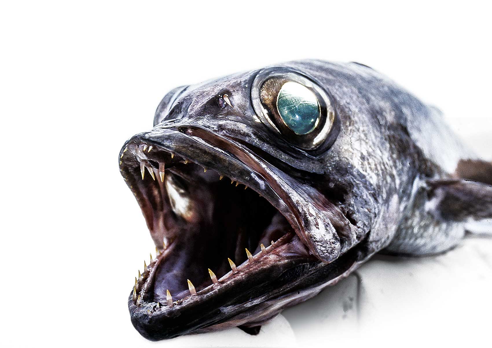 How and What Fish See Underwater | Sport Fishing Mag