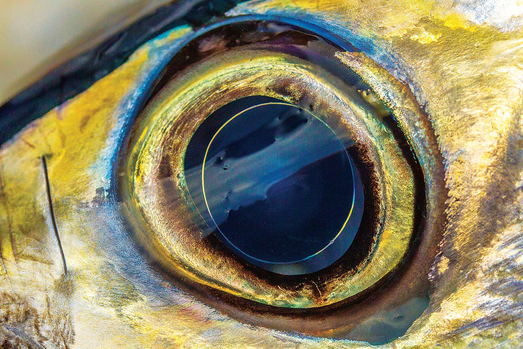 How and What Fish See | Sport Fishing Mag