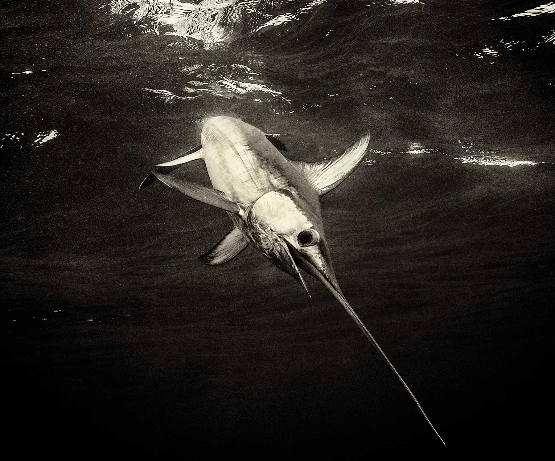 How Moon Phase Affects Fishing Success | Sport Fishing Mag