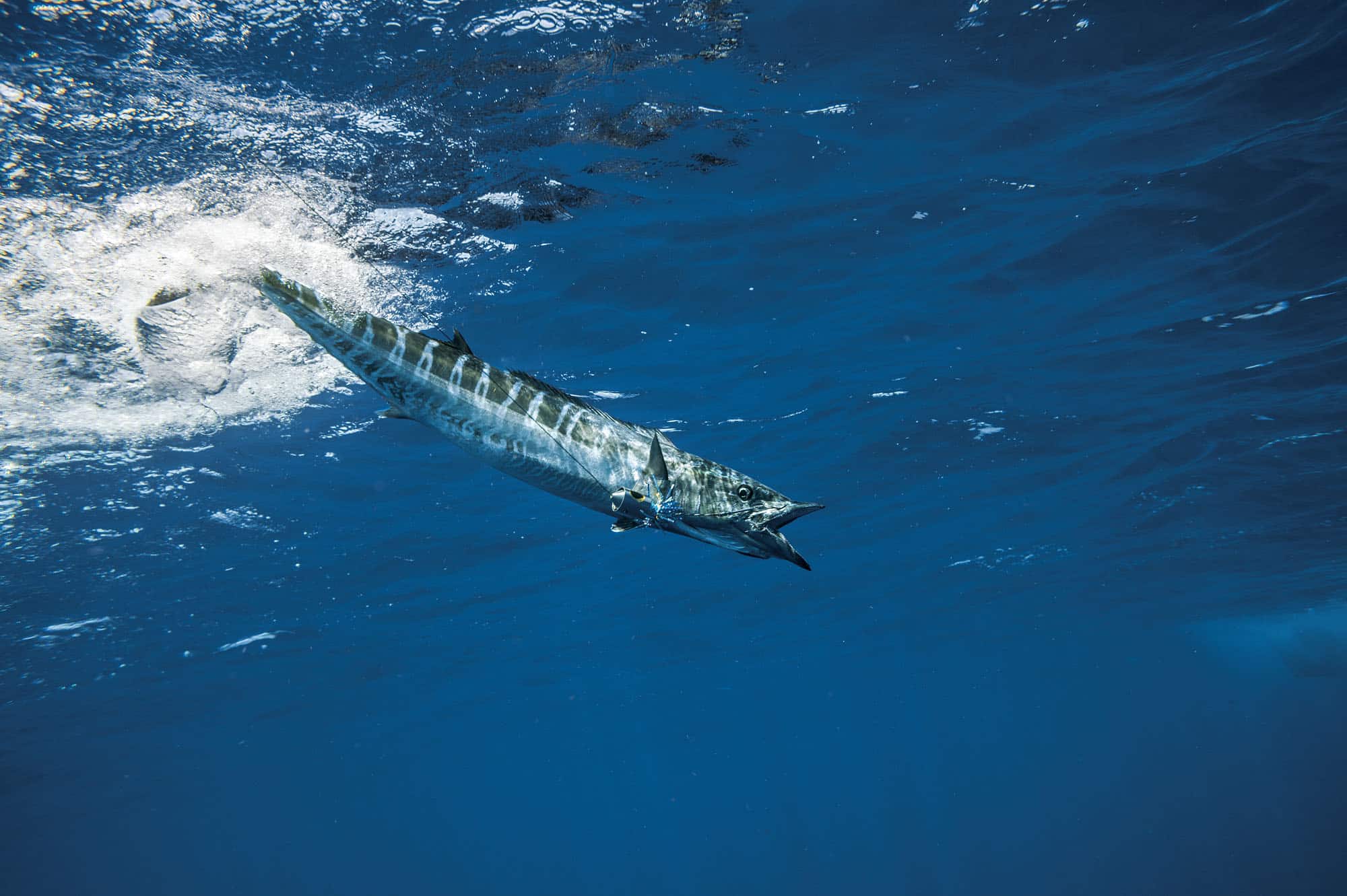 Full-Moon Wahoo Fishing in Summer | Sport Fishing Mag