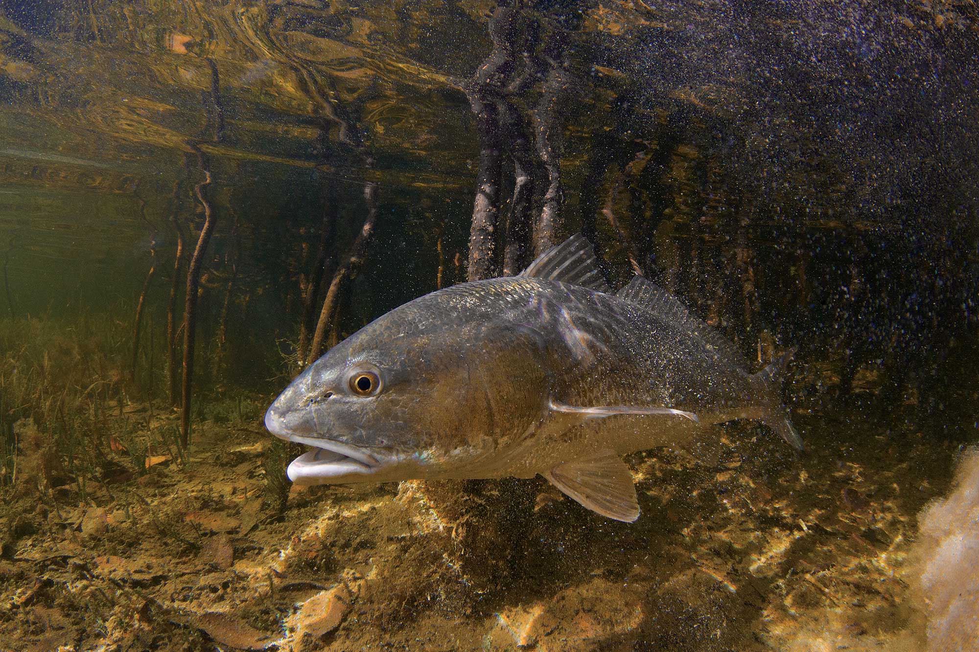 How to Fish Tampa Bay | Sport Fishing Mag