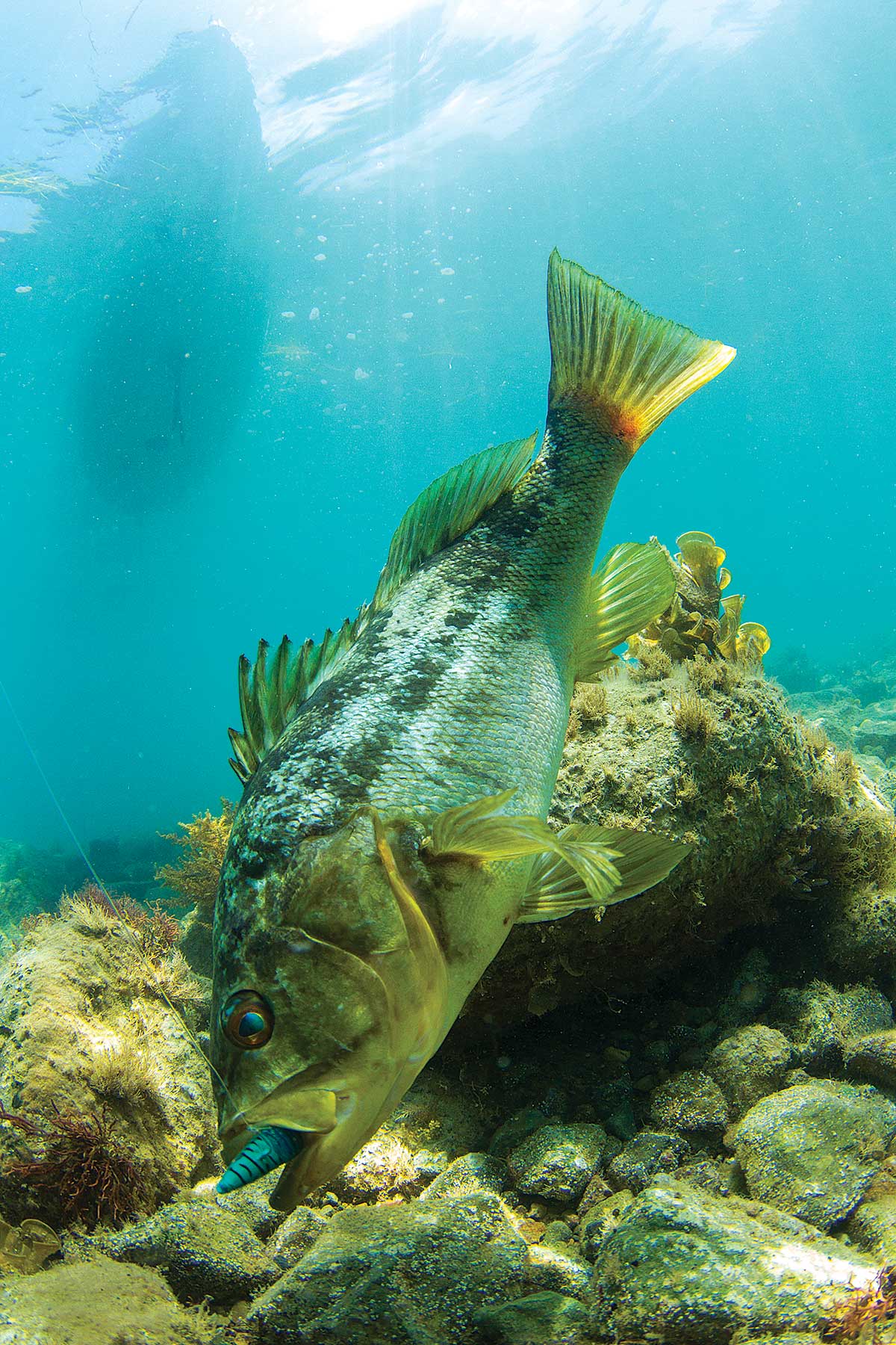 Choosing Fishing Lines and Leaders That Will Resist Abrasion | Sport ...
