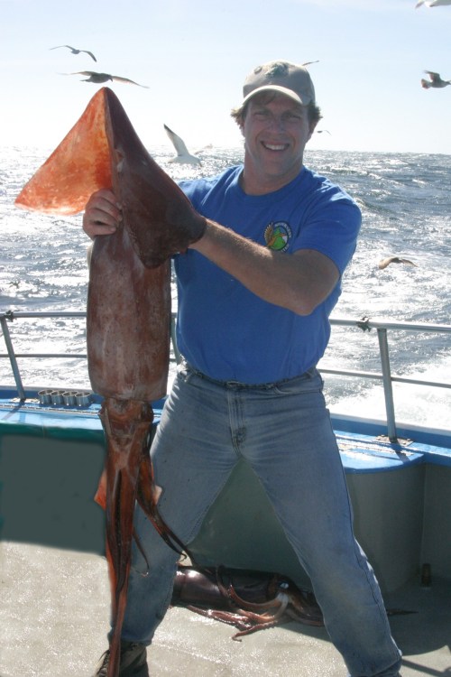 Mystery of Stranded Squid: Is Poisoning to Blame? | Sport Fishing Mag