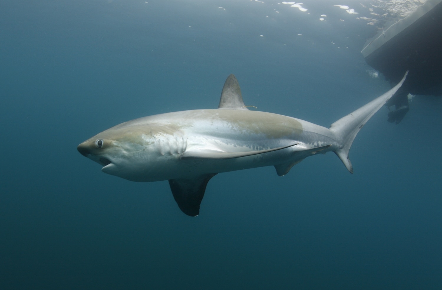 Shark Fishing Species Guide for Anglers | Sport Fishing Mag