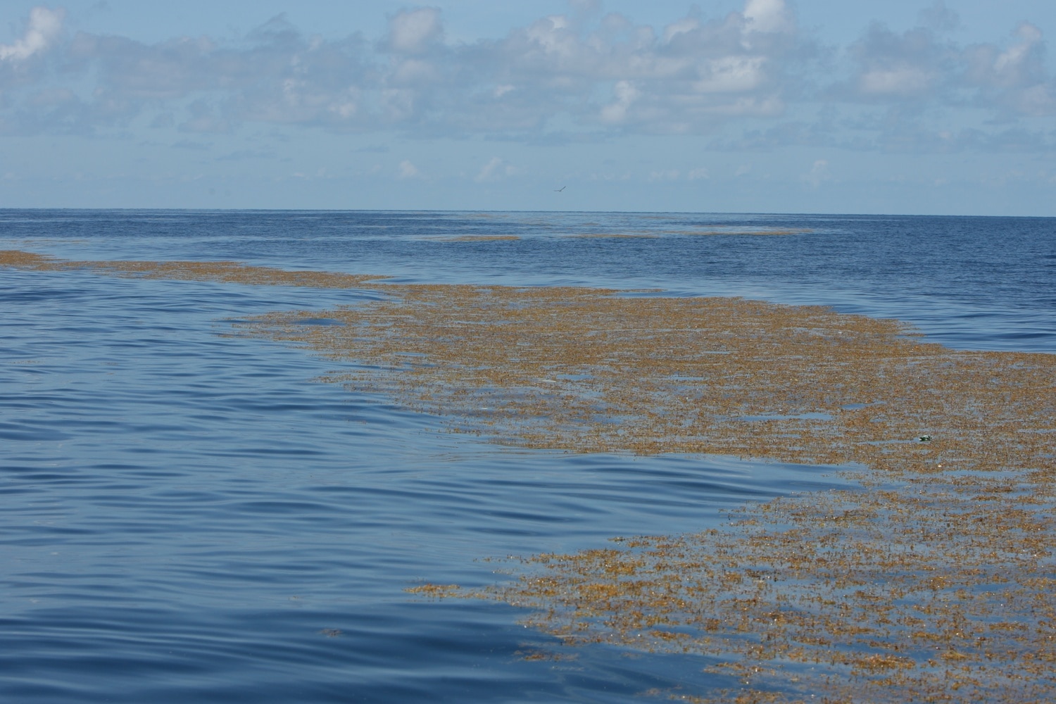 How To Fly Fish Offshore Weedlines | Sport Fishing Mag