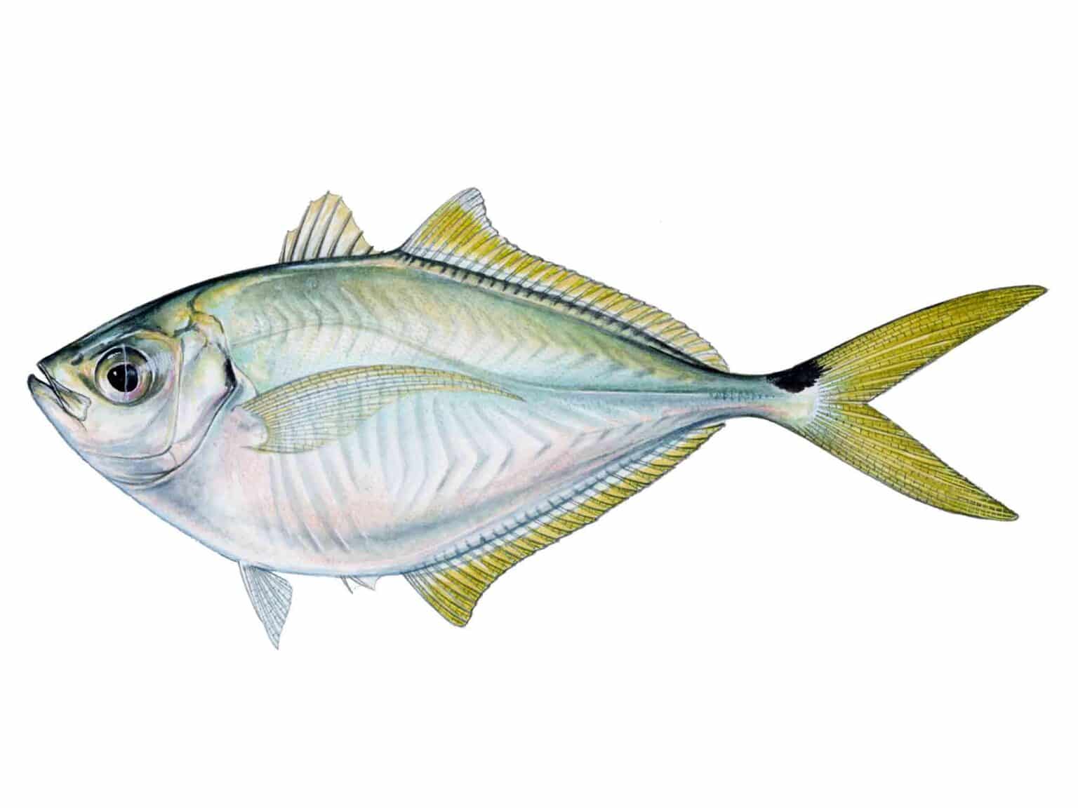 What Florida Fish Is This? | Sport Fishing Mag