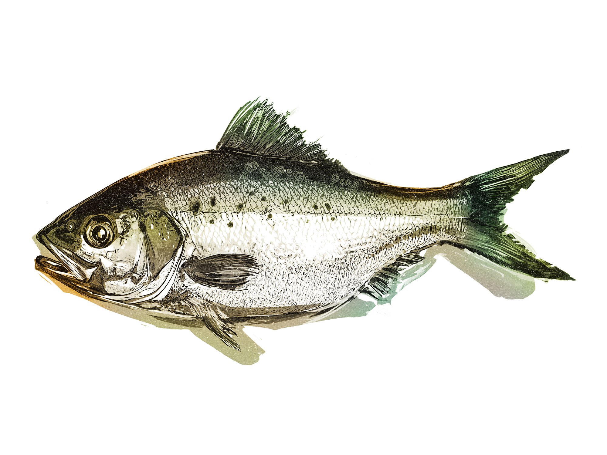 Five Baitfish Species You'll Find in the Marsh