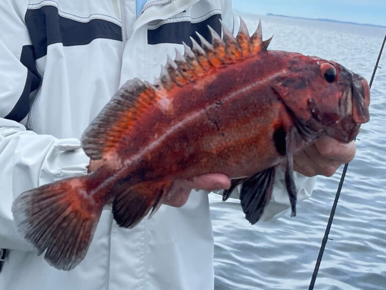 What Rockfish Species is This? | Sport Fishing Mag