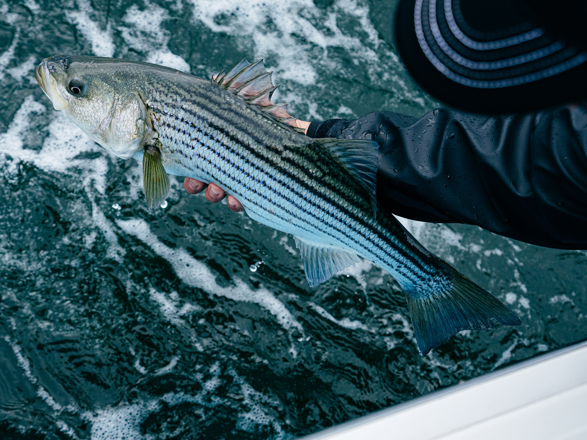Northeast Summer Striper Fishing Tactics | Sport Fishing Mag