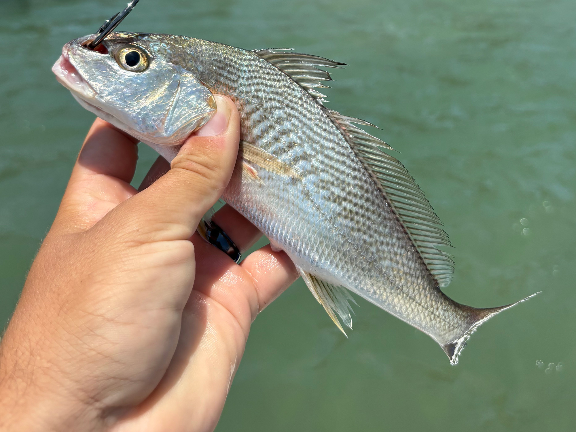 Where Have Texas Croakers Gone? | Sport Fishing Mag