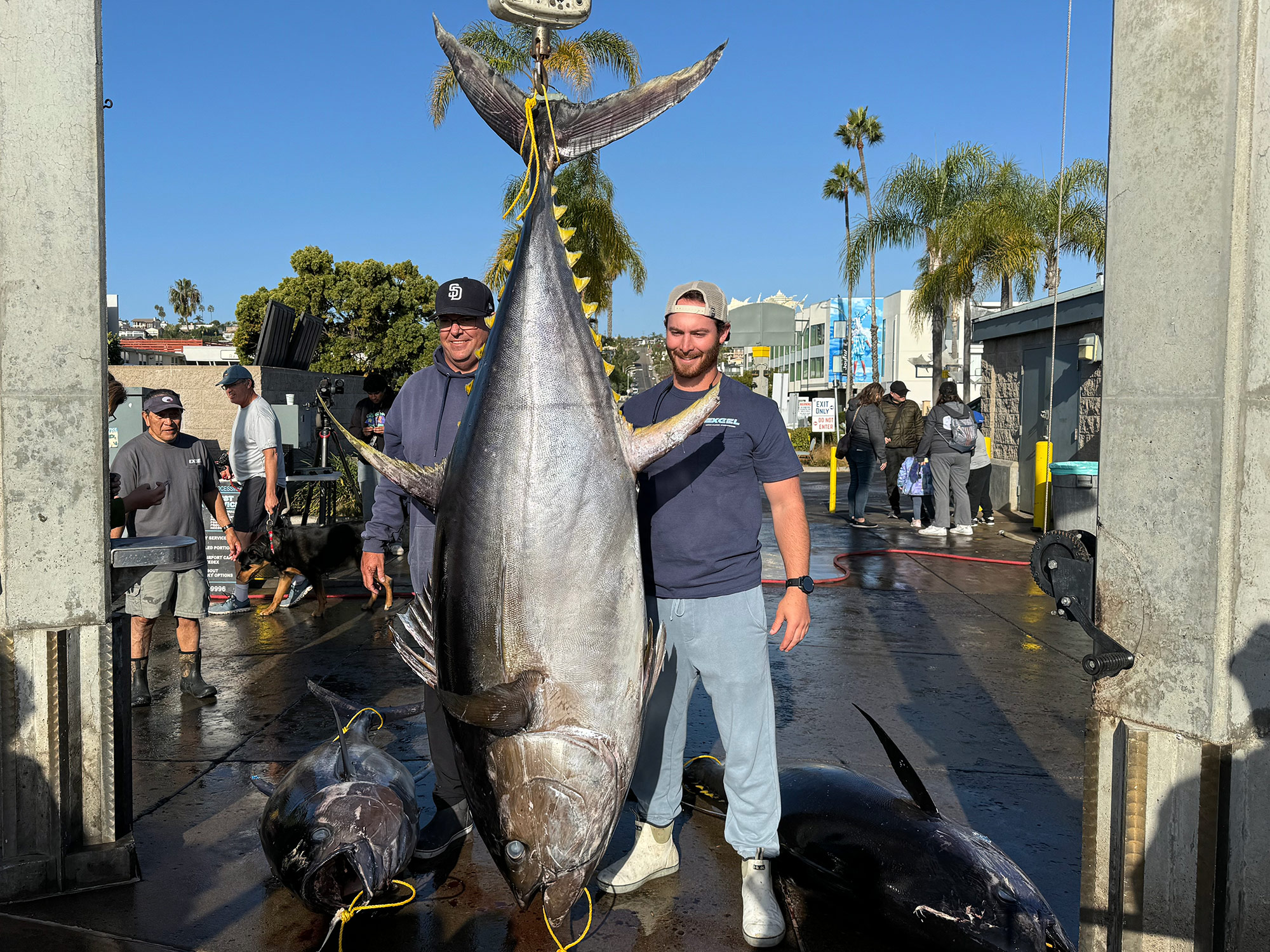 A New World Record Yellowfin Tuna | Sport Fishing Mag