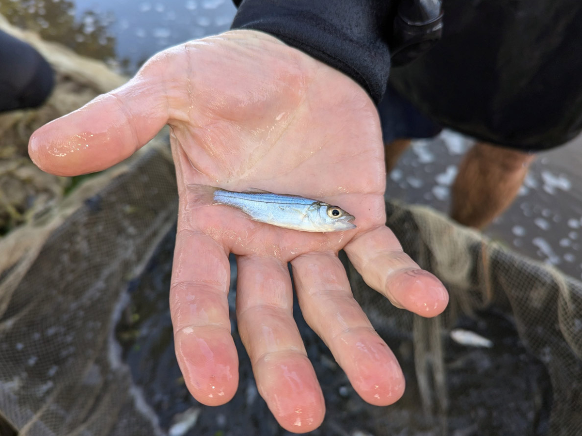 Striped Bass Closures Pending for 2026